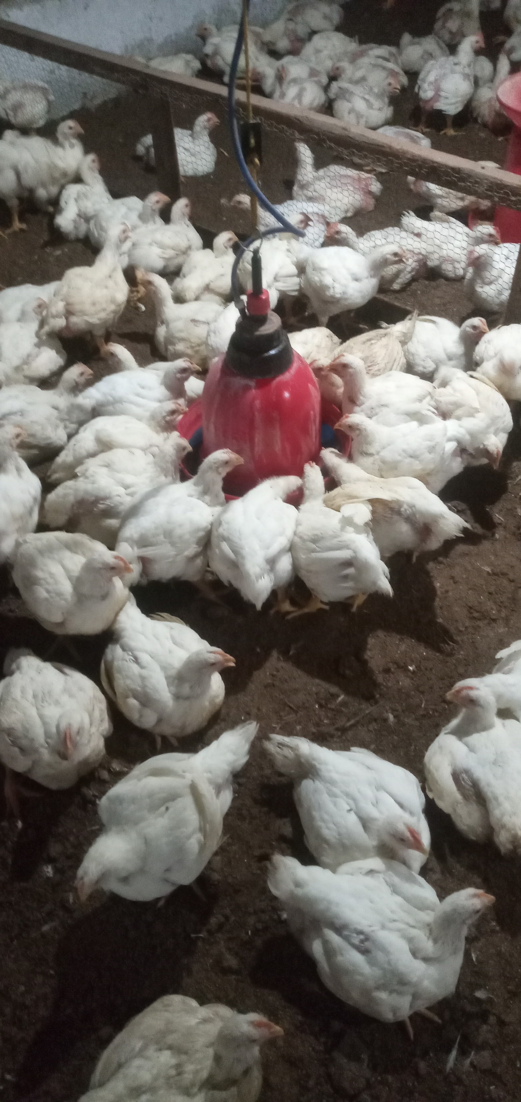 Pandiselvi Poultry Farm King Chicken in Vadamalaipuram, Tirunelveli ...