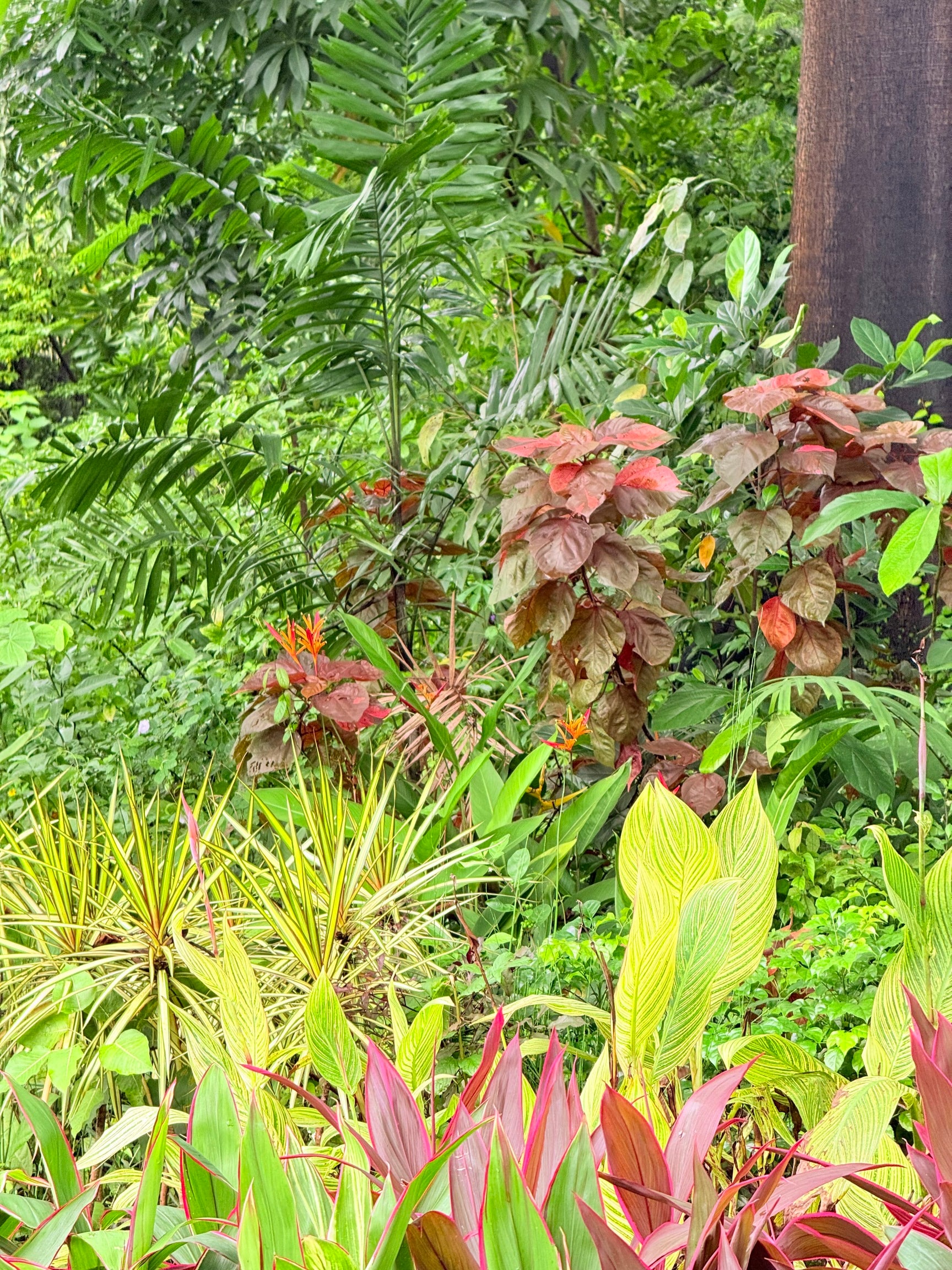 Patel Farm & Nursery in Dungri, Vapi - Best Plant Nurseries in Vapi ...