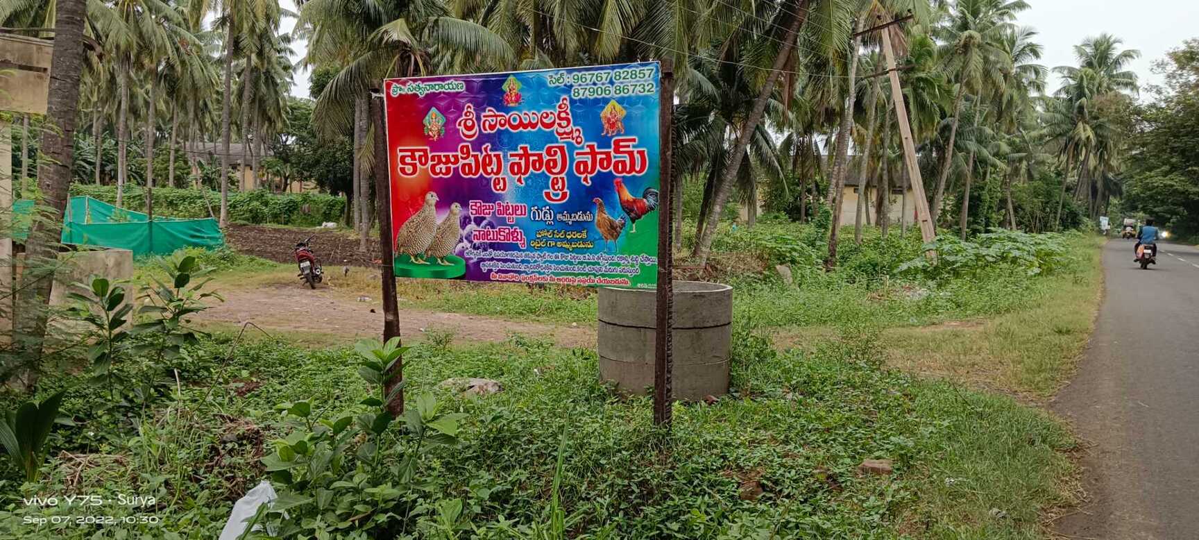 Sri Sai Laksmi Kouju Pitta Poulty Farm in Kavitam, West Godavari - Best ...