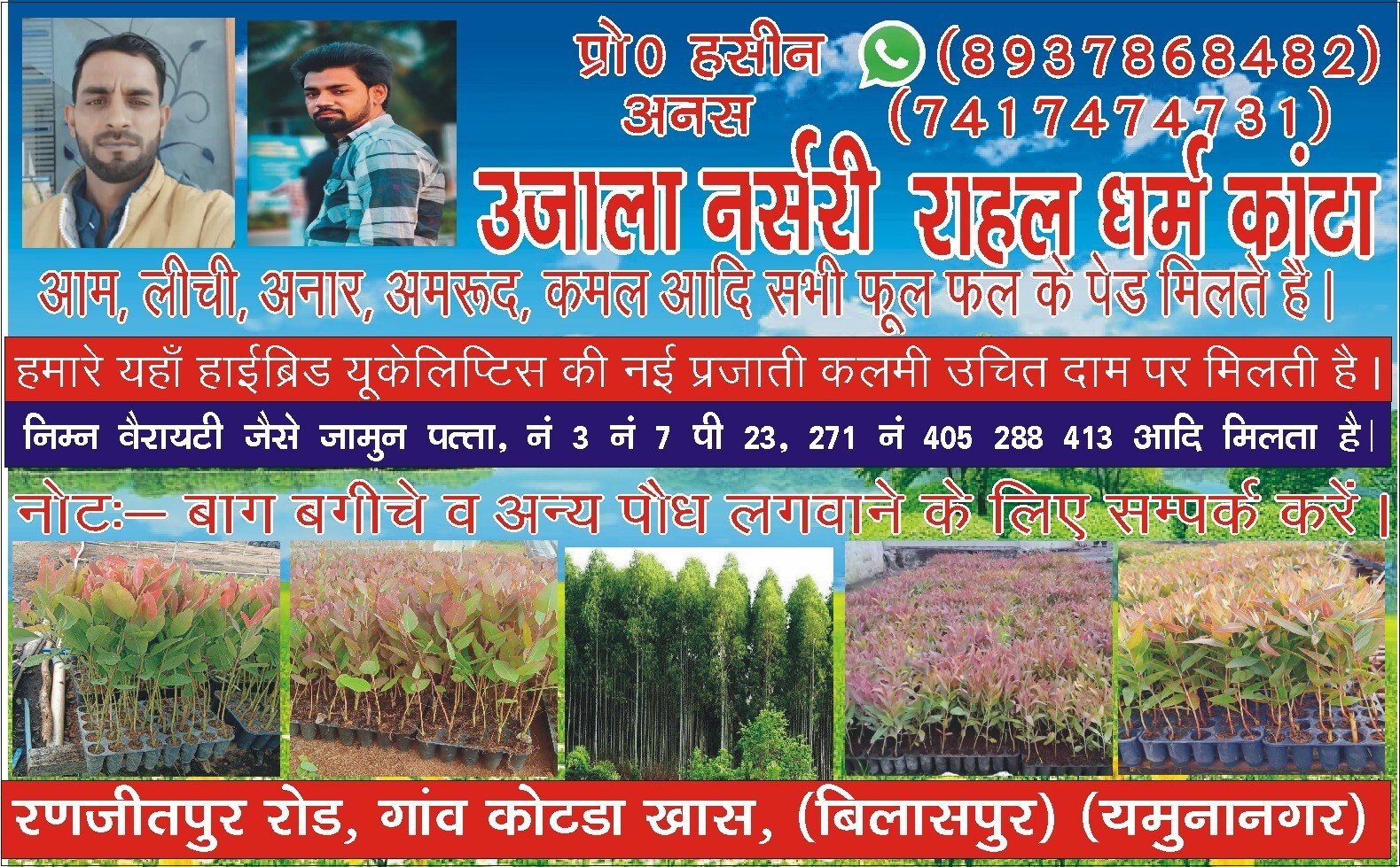Uk Lip Set Clone Hybrid in Bilaspur, Yamunanagar - Best Plant Nurseries ...